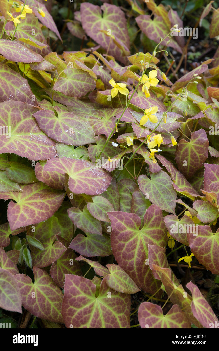 Epimedium pinnatum colchicum hi-res stock photography and images - Alamy