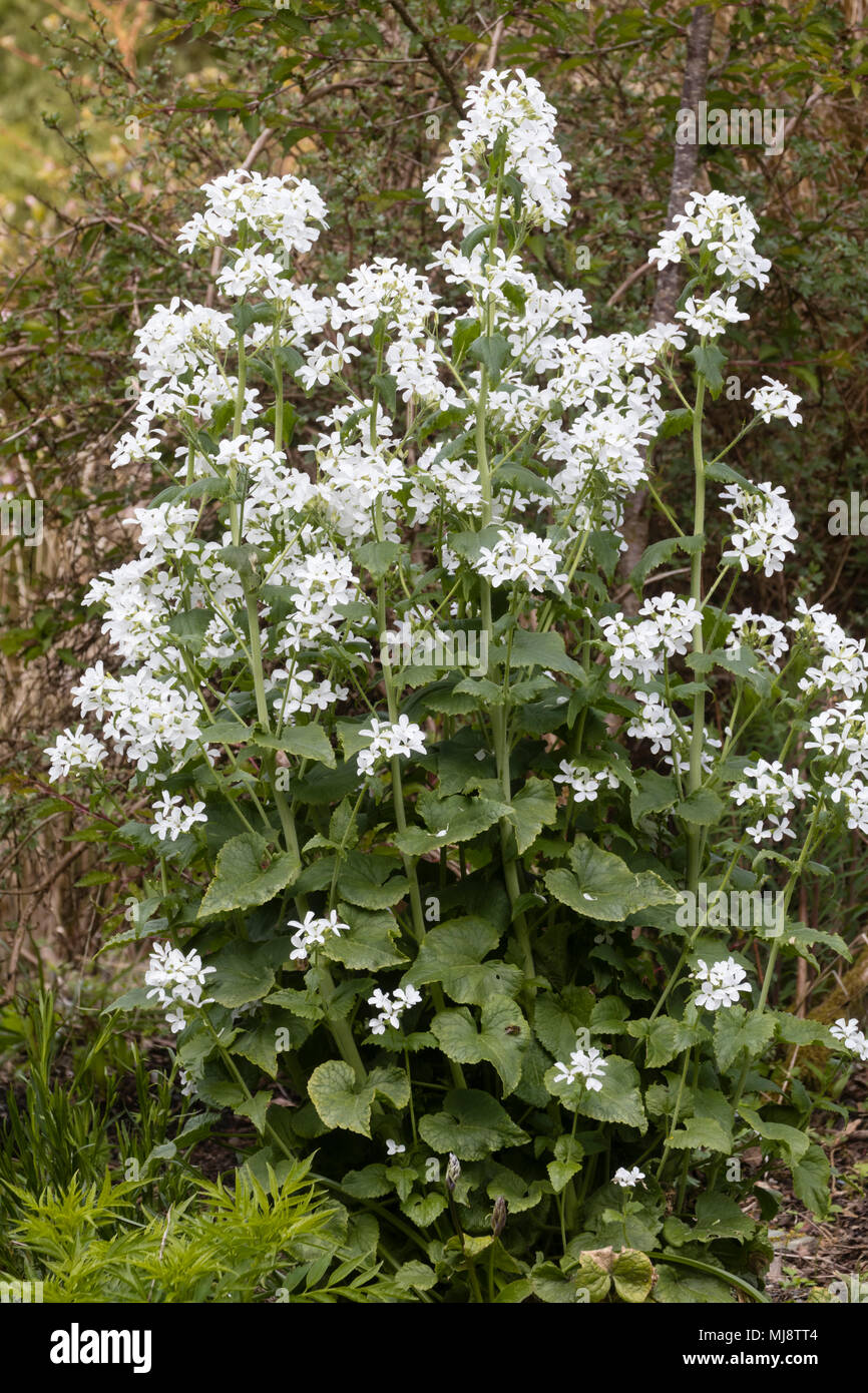 Biennial Spring Flowering White Honesty Lunaria Annua Var Albiflora