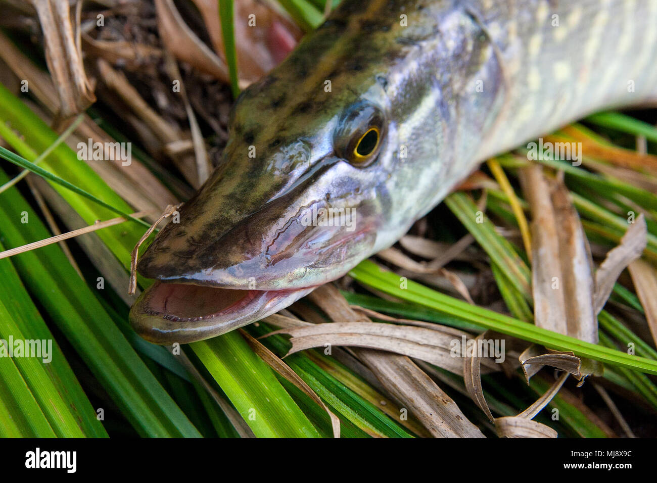 Freshwater Northern pike fish know as Esox Lucius lying on reed ...