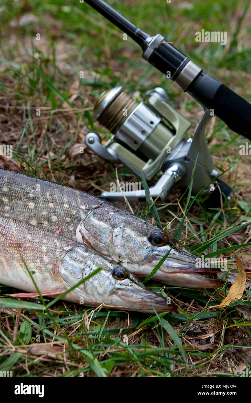 Freshwater Northern pike fish know as Esox Lucius and fishing rod with ...