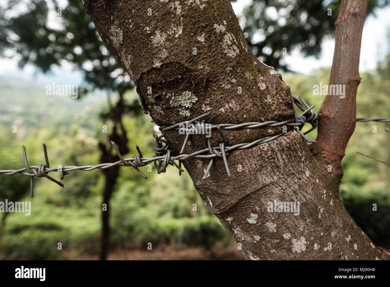 Barbed wire inside tree trunk. Marking border of farm land. Bad ...