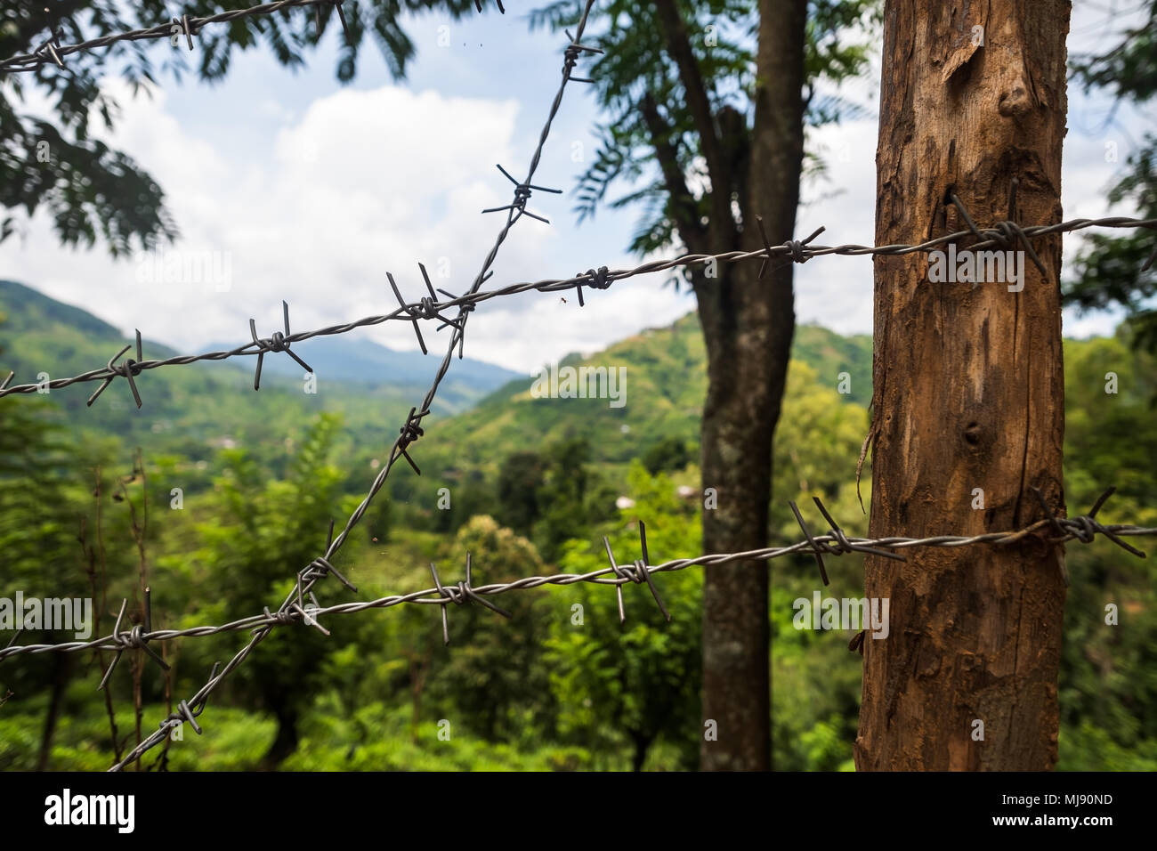 Barbed wire inside tree trunk. Marking border of farm land. Bad ...