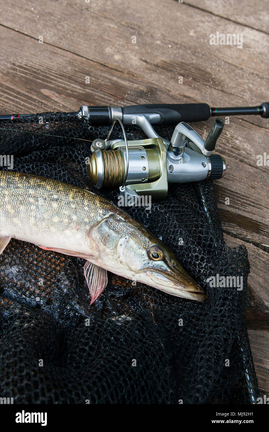 Freshwater Northern pike fish know as Esox Lucius and fishing rod with ...