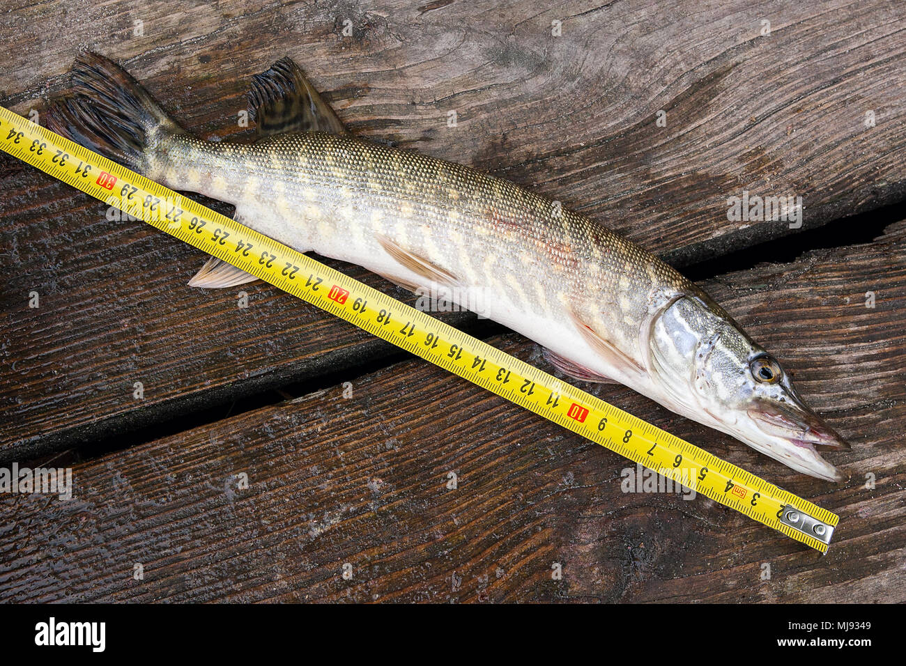 Freshwater Northern pike fish know as Esox Lucius and tape-measure ...
