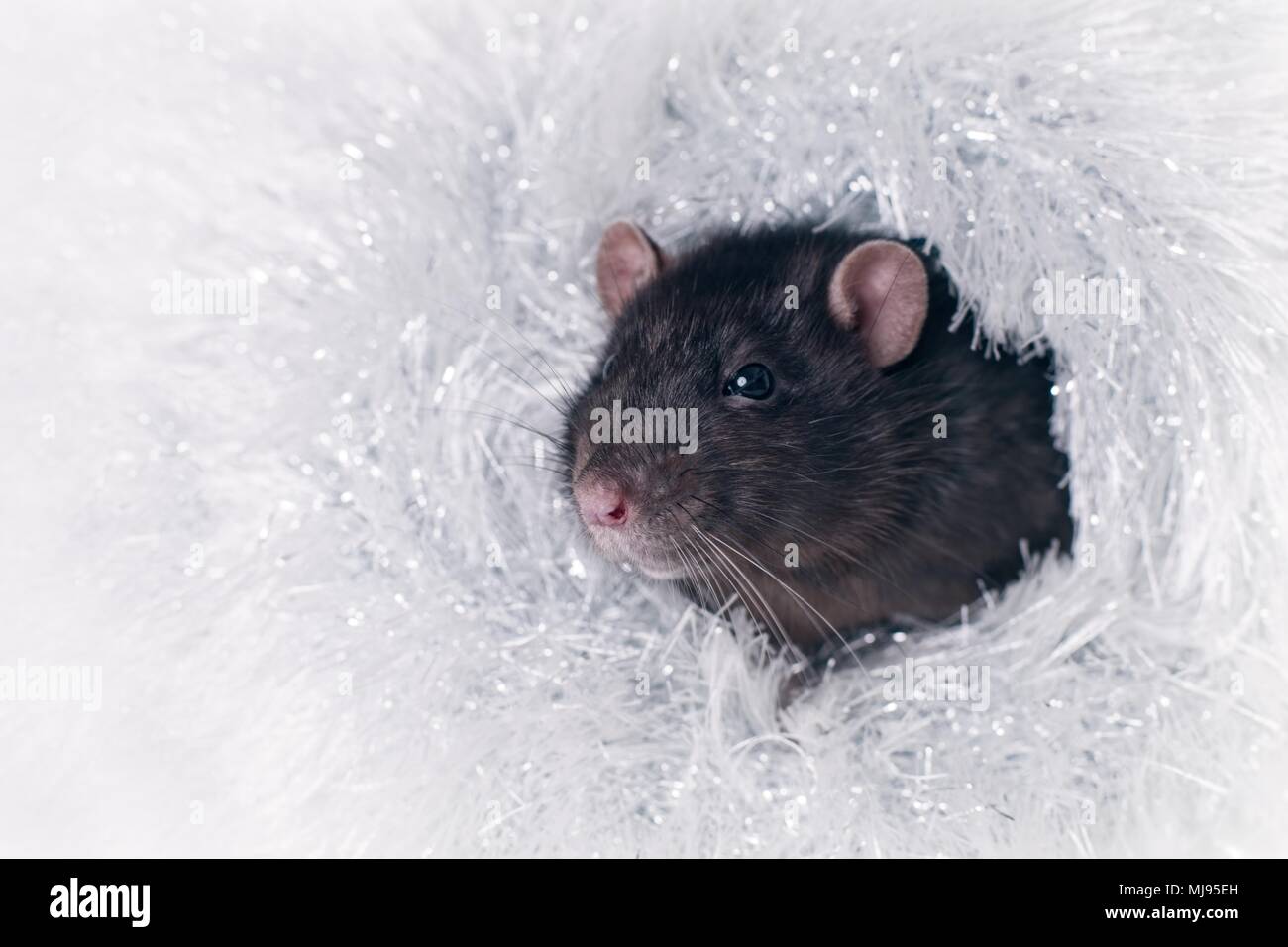 Rodent mouse rat head hi-res stock photography and images - Alamy