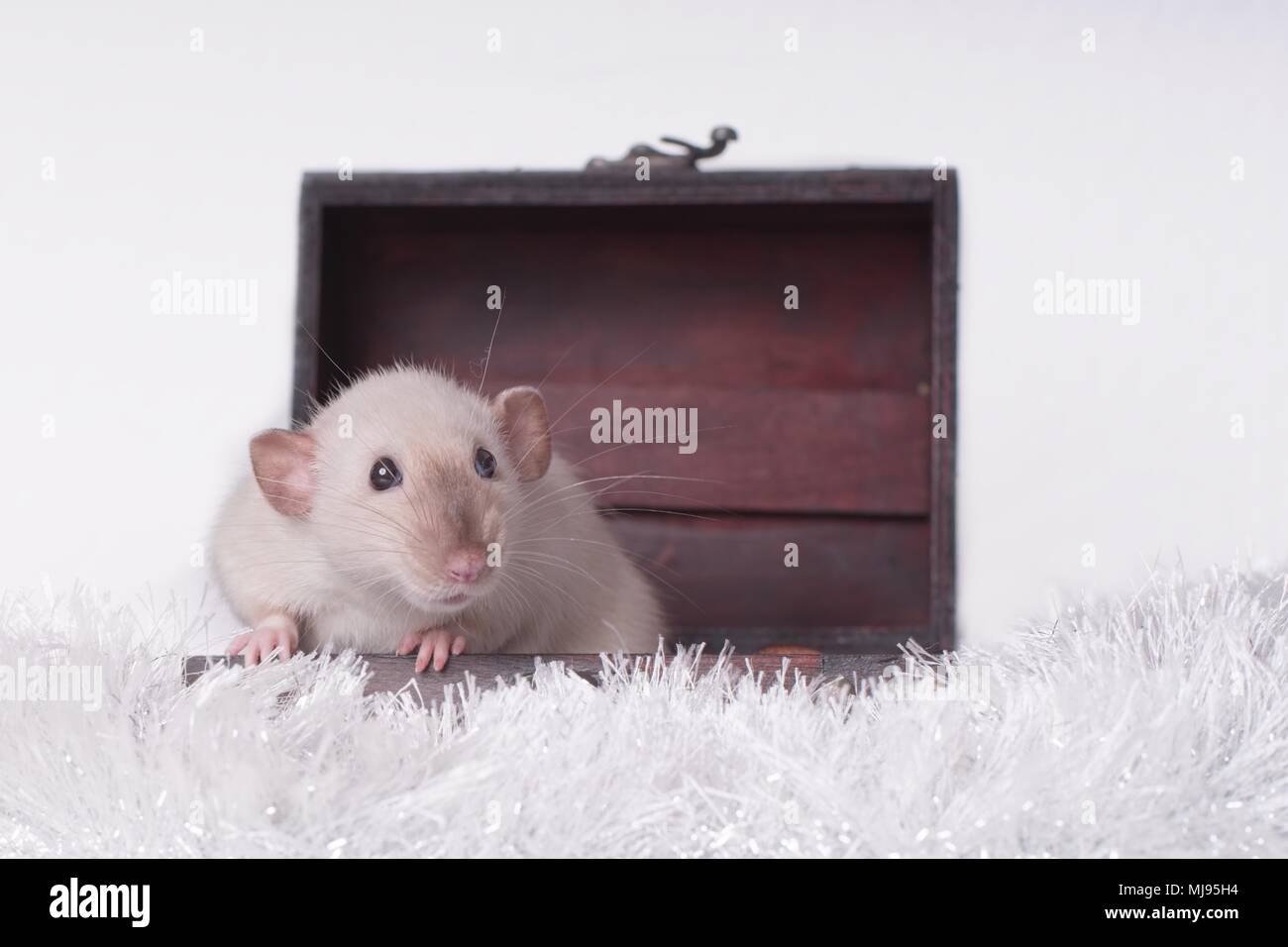 Cute rodent sit in a open suitcase and looking sideways Stock Photo - Alamy