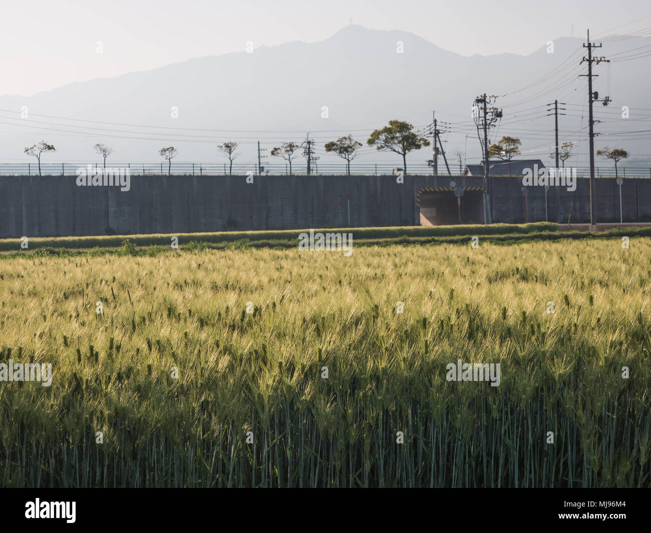 Japanese rural landscape. A field of barley, nearly ready for harvest ...