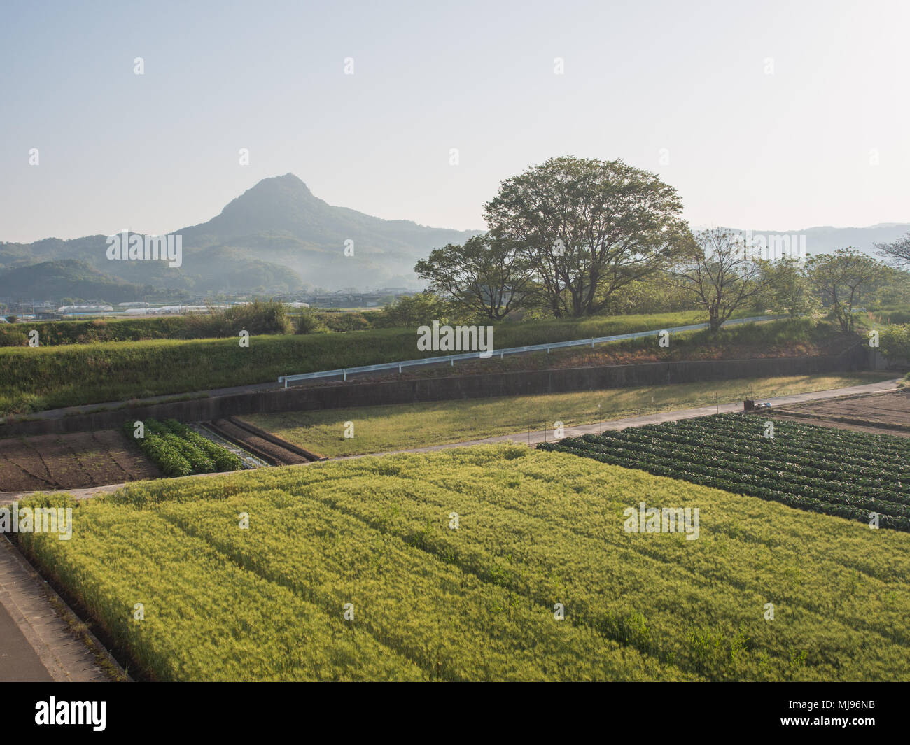 Japanese rural landscape in spring, mixed crops, vegetables and barley ...
