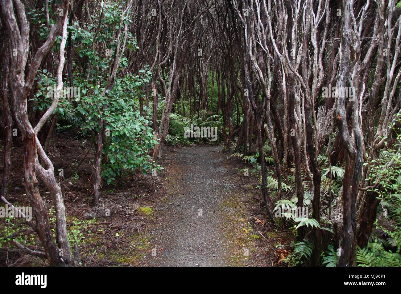 Rata forest hi-res stock photography and images - Alamy