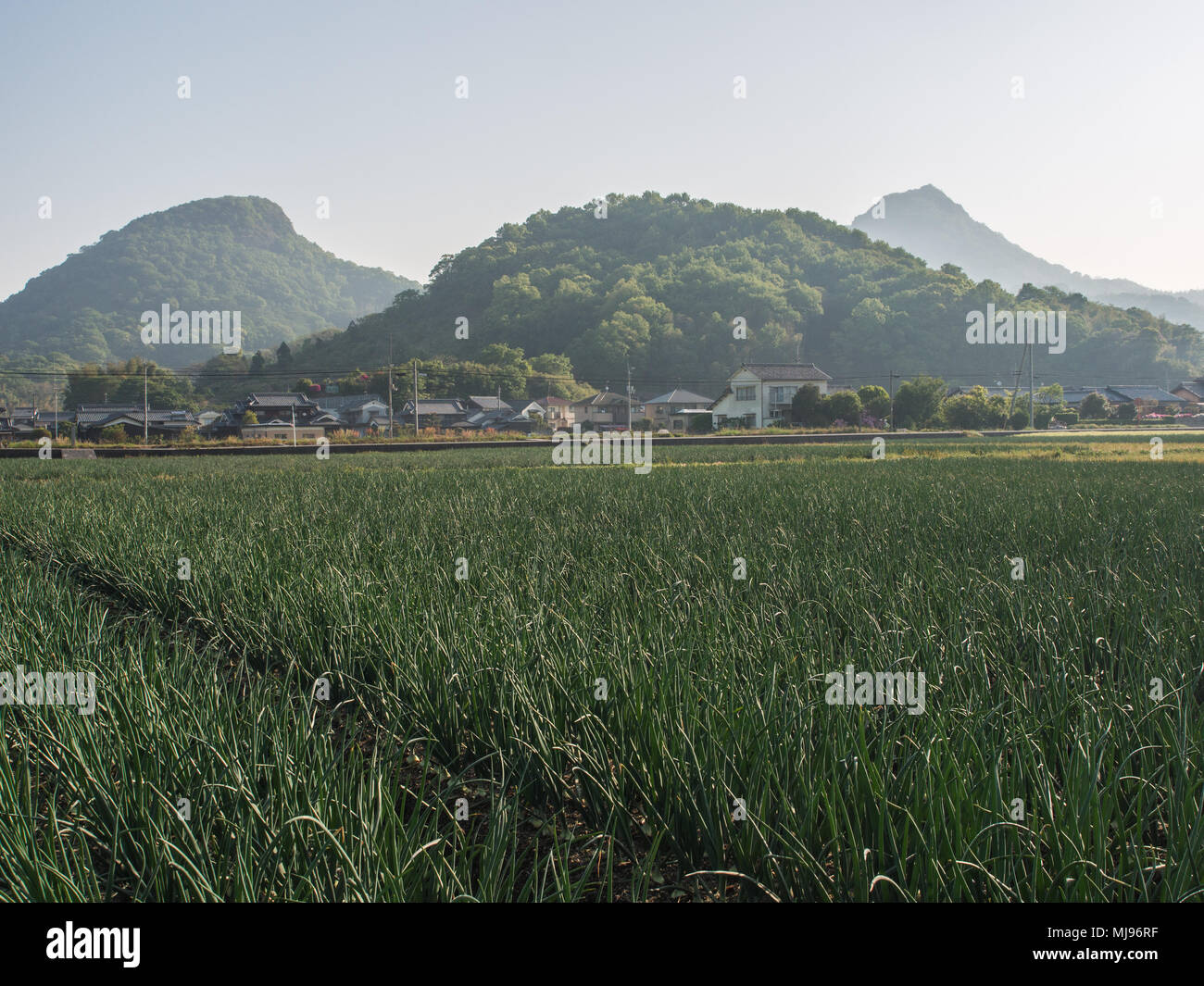 Japanese agriculture hi-res stock photography and images - Alamy