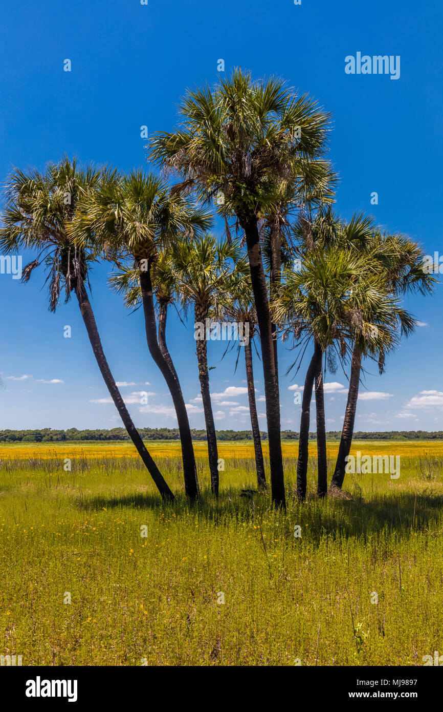 cabbage palm trees with blue sky in Myakka River State Park in Florida ...