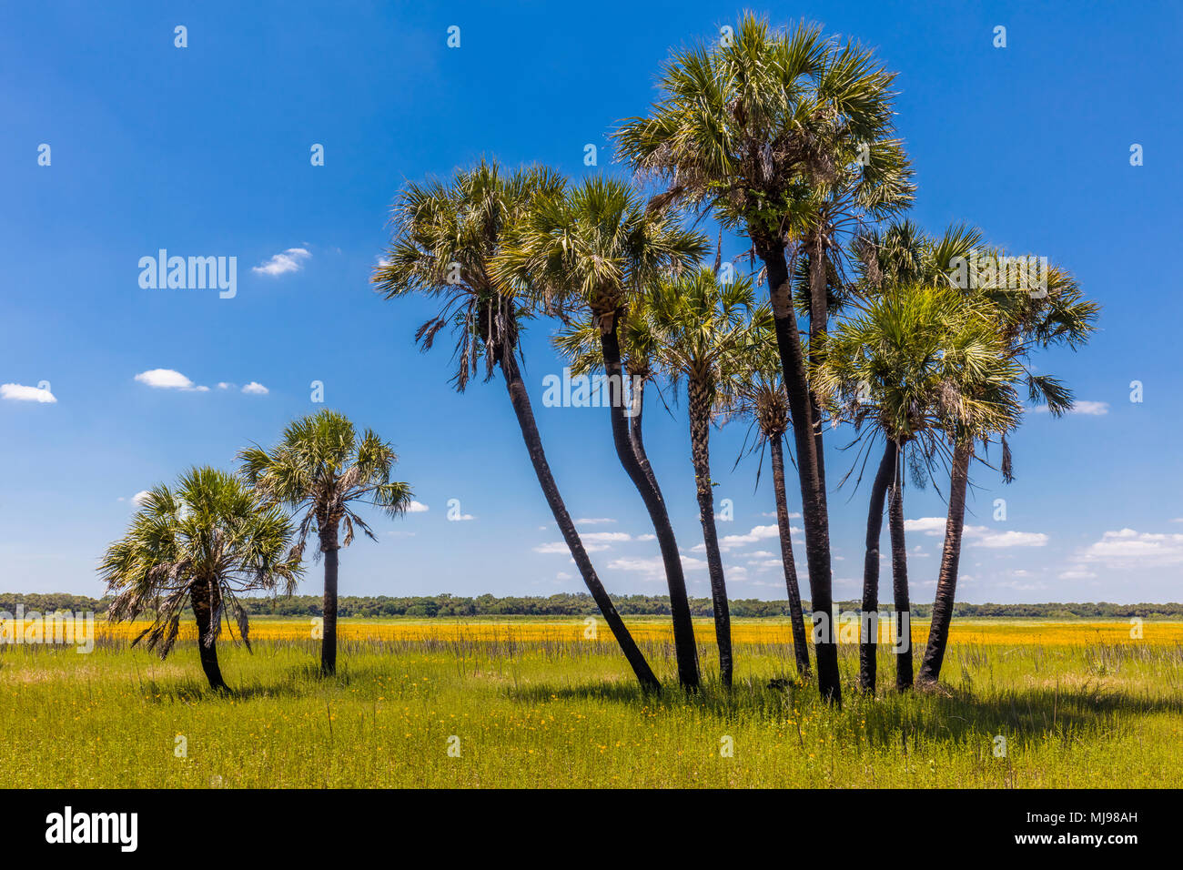cabbage palm trees with blue sky in Myakka River State Park in Florida ...