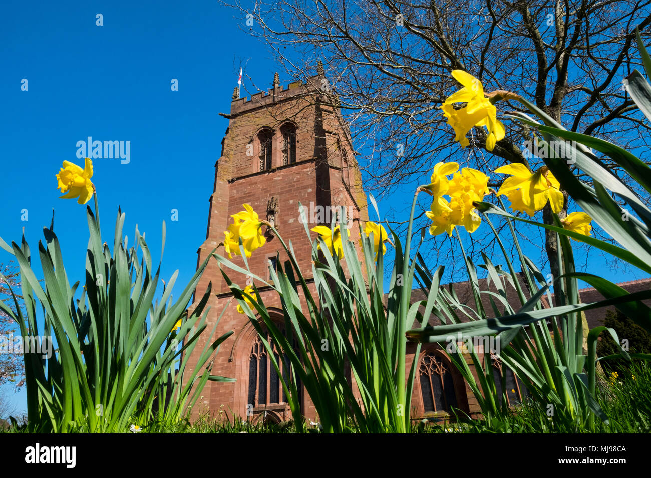 Spring Daffodils outside St Leonard's Church, Bridgnorth, Shropshire ...