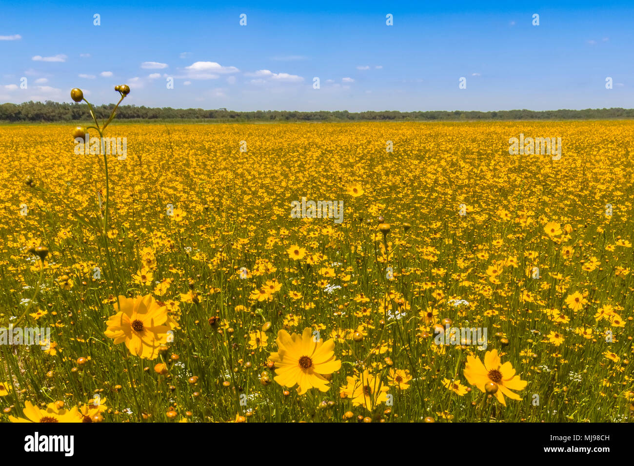 Yellow Florida Tickseed (Coreopsis floridana) in bloom in Myakka River ...