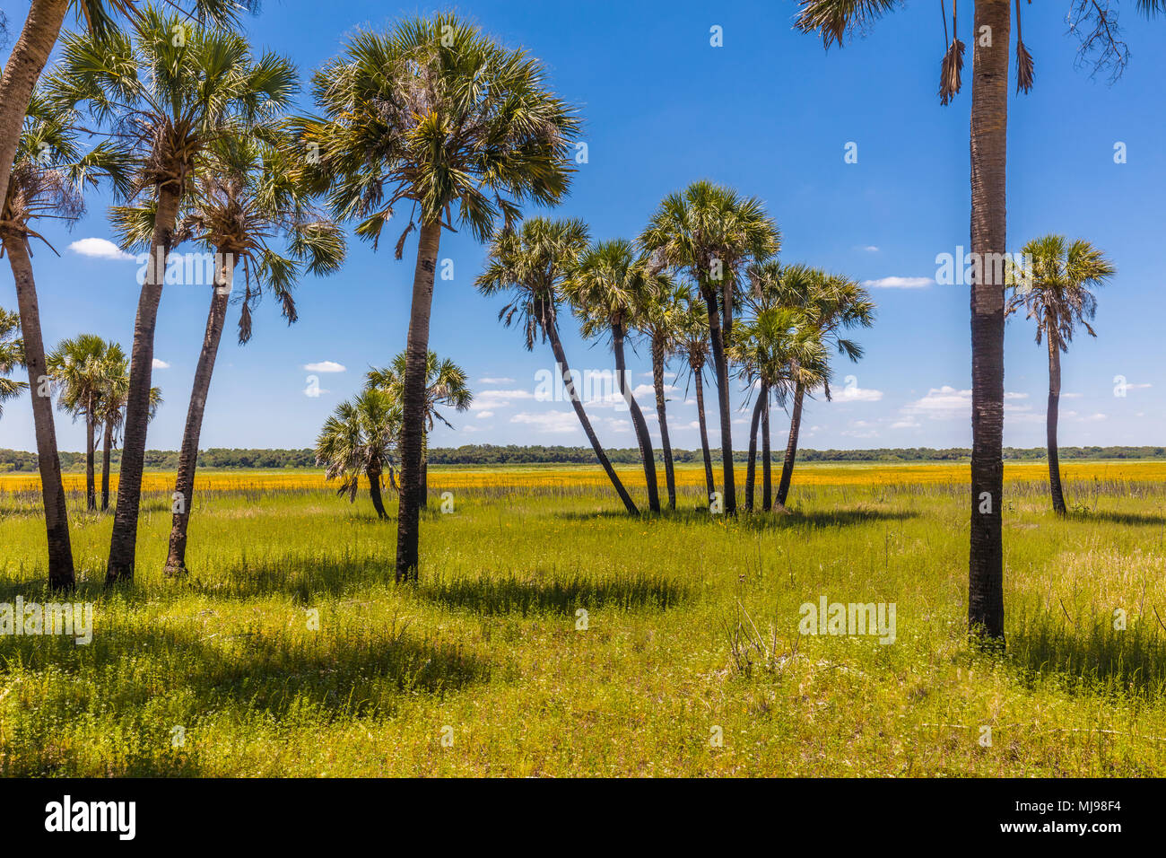 cabbage palm trees with blue sky in Myakka River State Park in Florida ...