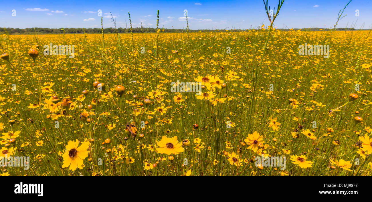 Florida tickseed flowers hi-res stock photography and images - Alamy