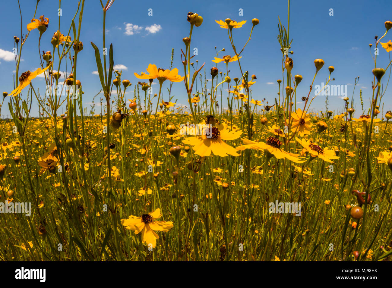 Florida tickseed flowers hi-res stock photography and images - Alamy
