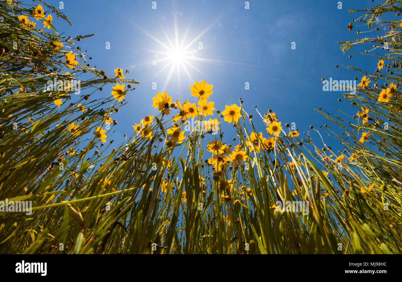 Yellow Florida Tickseed (Coreopsis floridana) in bloom from underneath ...