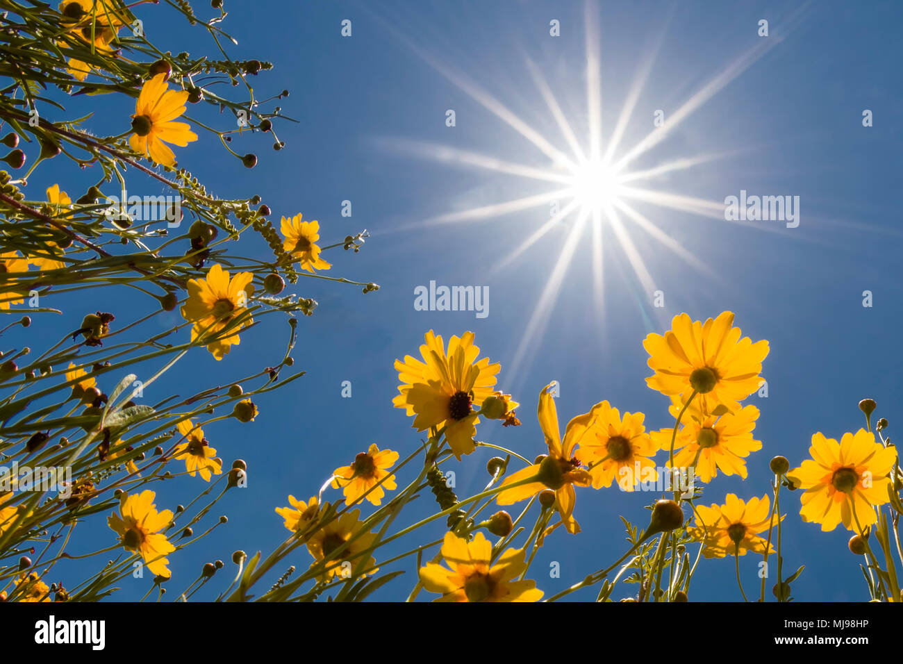 Yellow Florida Tickseed (Coreopsis floridana) in bloom from underneath ...
