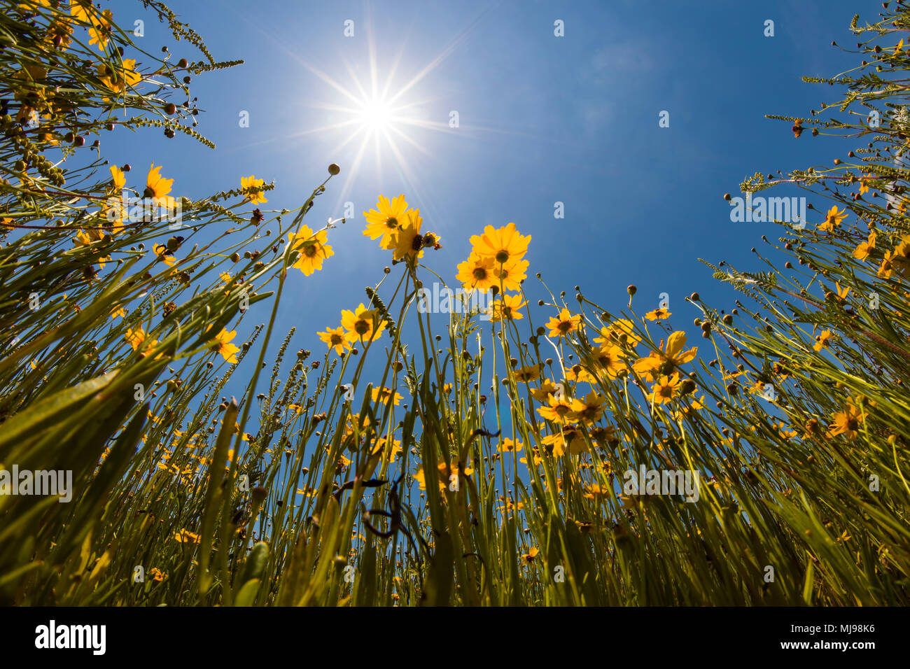 Yellow Florida Tickseed (Coreopsis floridana) in bloom from underneath ...
