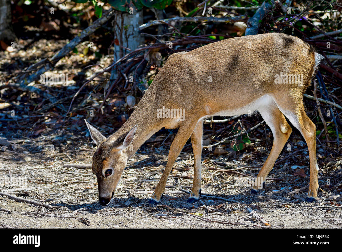 Big pine key deer hi-res stock photography and images - Alamy
