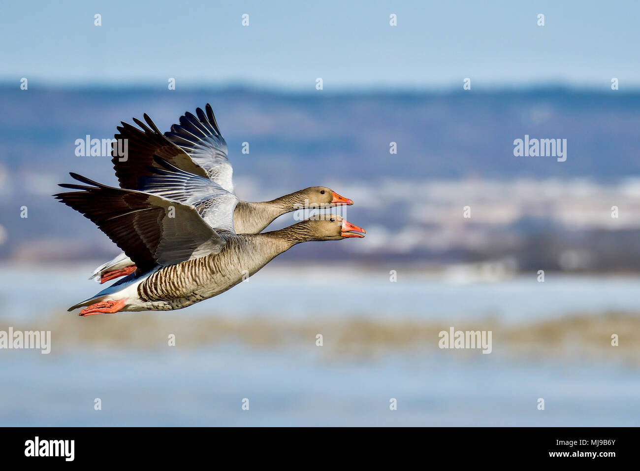 Speed up team hi-res stock photography and images - Alamy