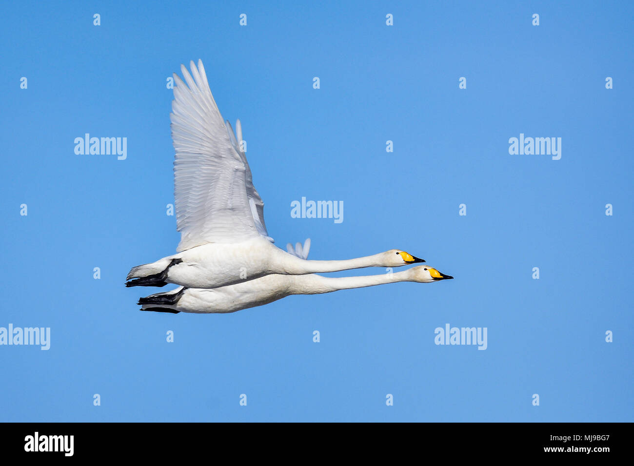 Brown Swan Bird High Resolution Stock Photography and Images - Alamy