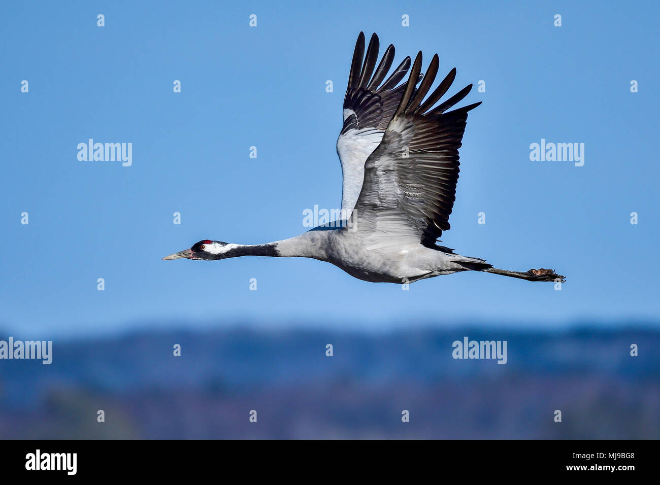 Steadily hi-res stock photography and images - Alamy