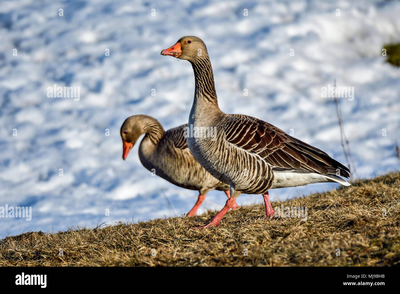 Goose migration hi-res stock photography and images - Alamy