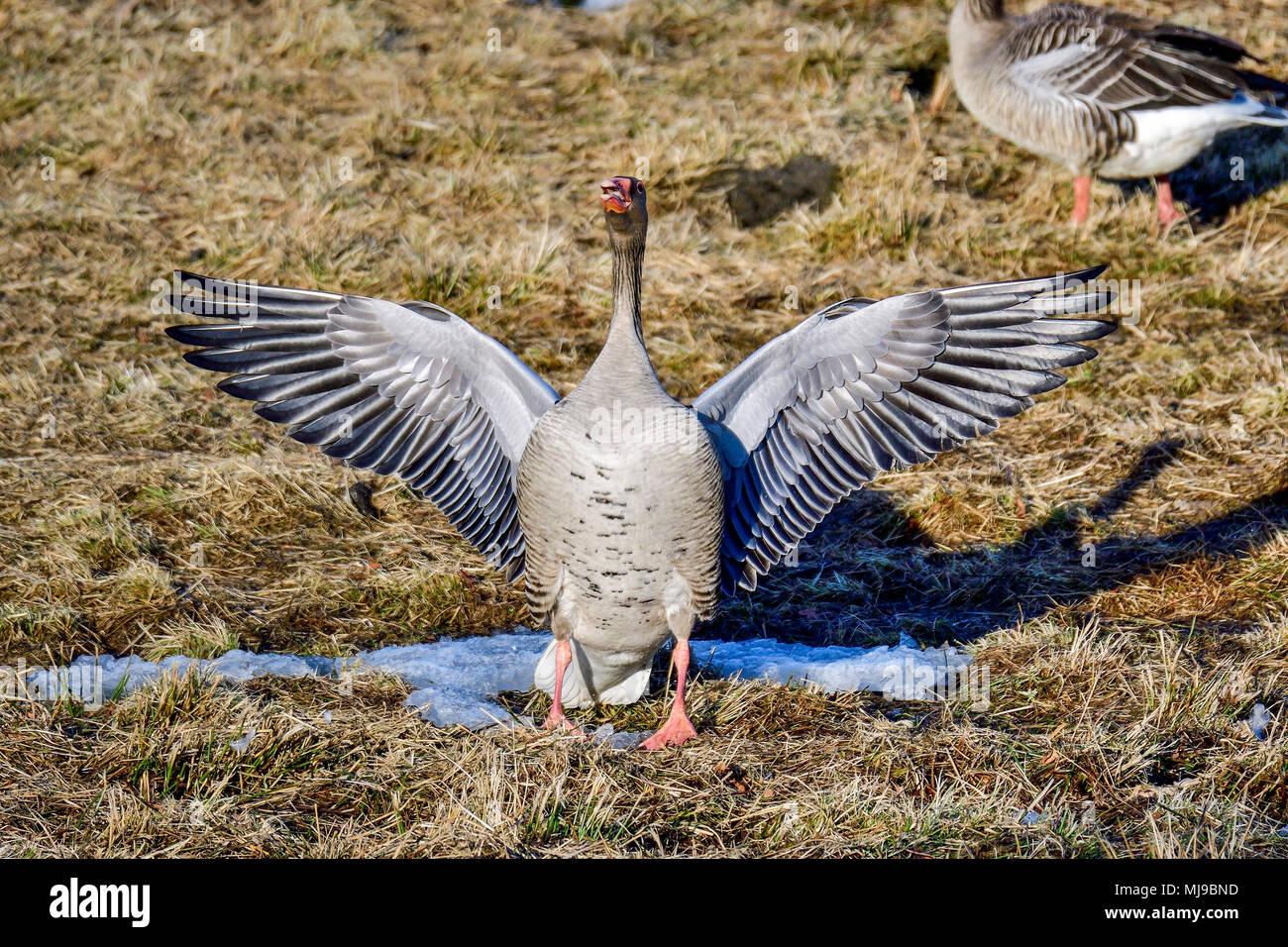Greylag goose showing everybody that he's ready for springtime ...