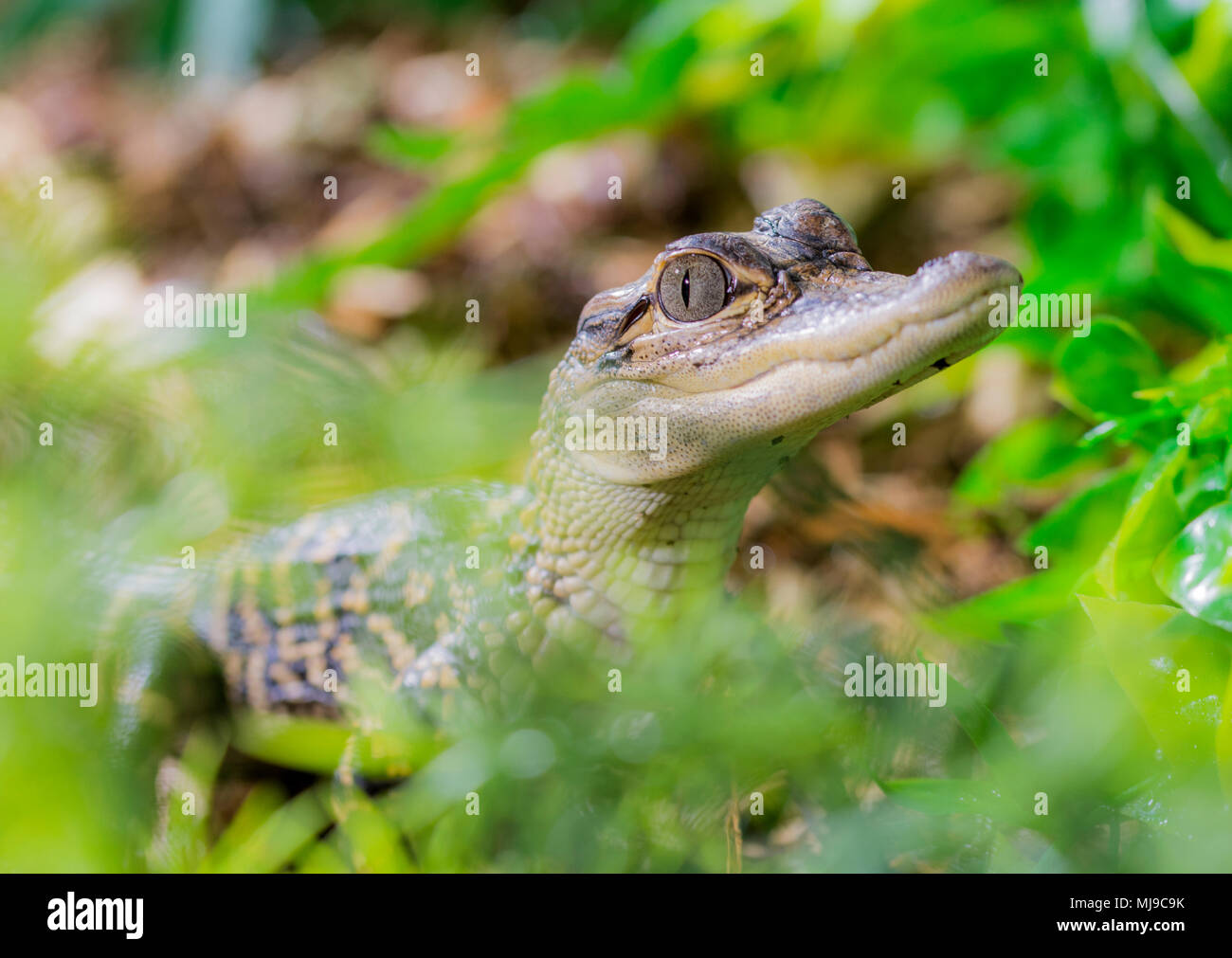 Young crocodile , peeing through Stock Photo - Alamy