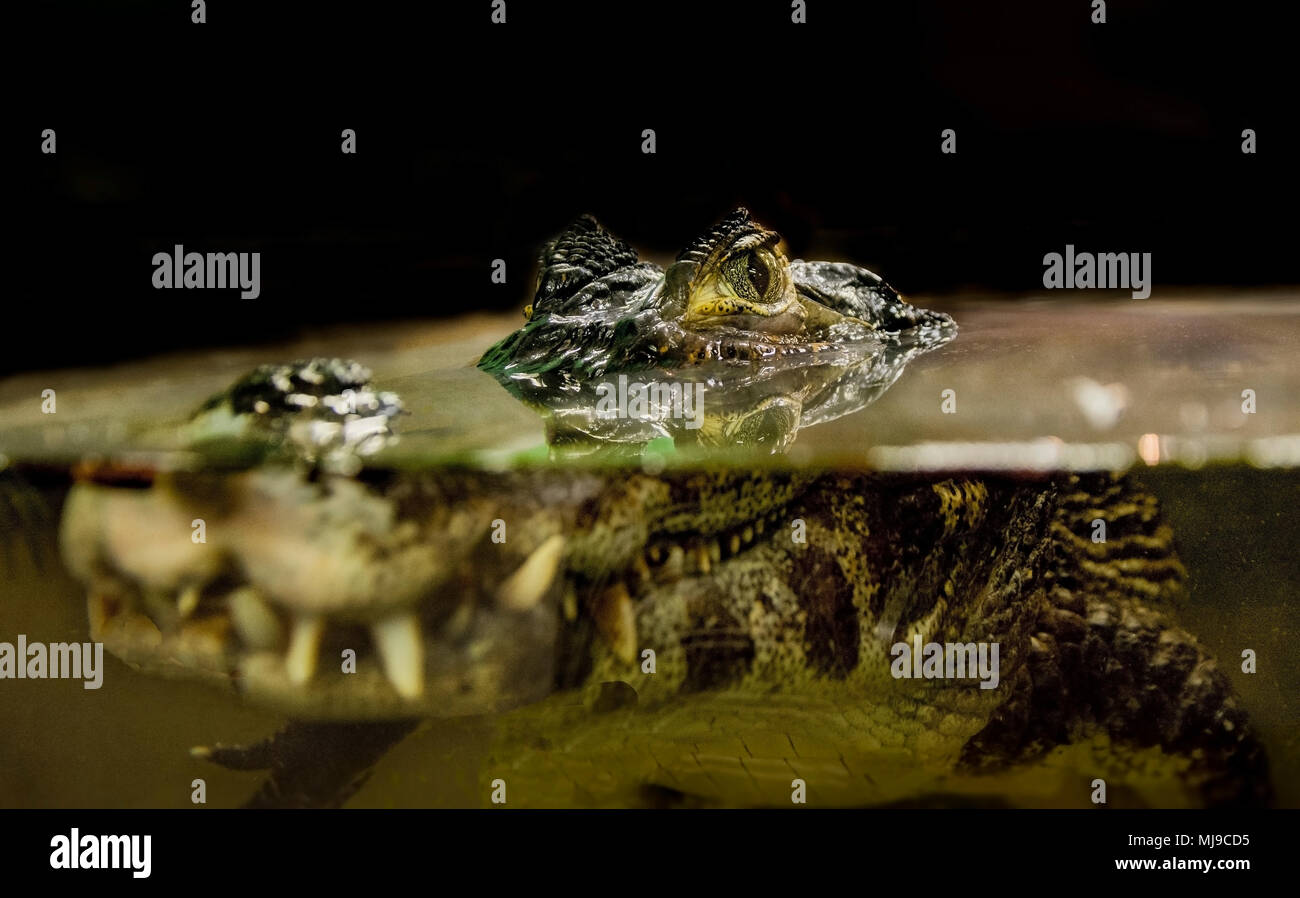 Crocodile side view hi-res stock photography and images - Alamy