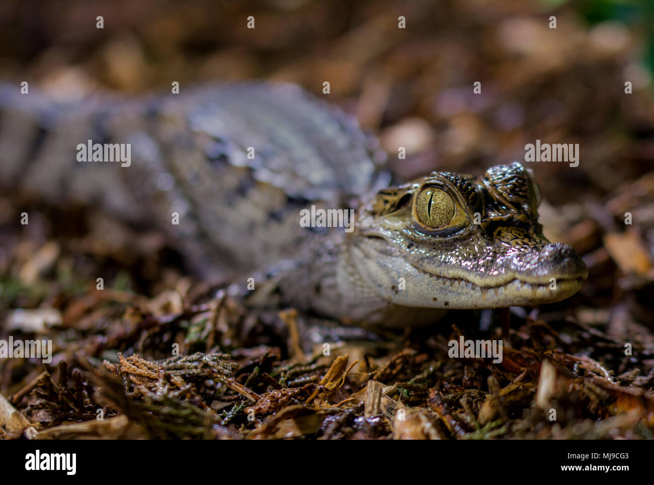 Young crocodile , peeing through Stock Photo - Alamy