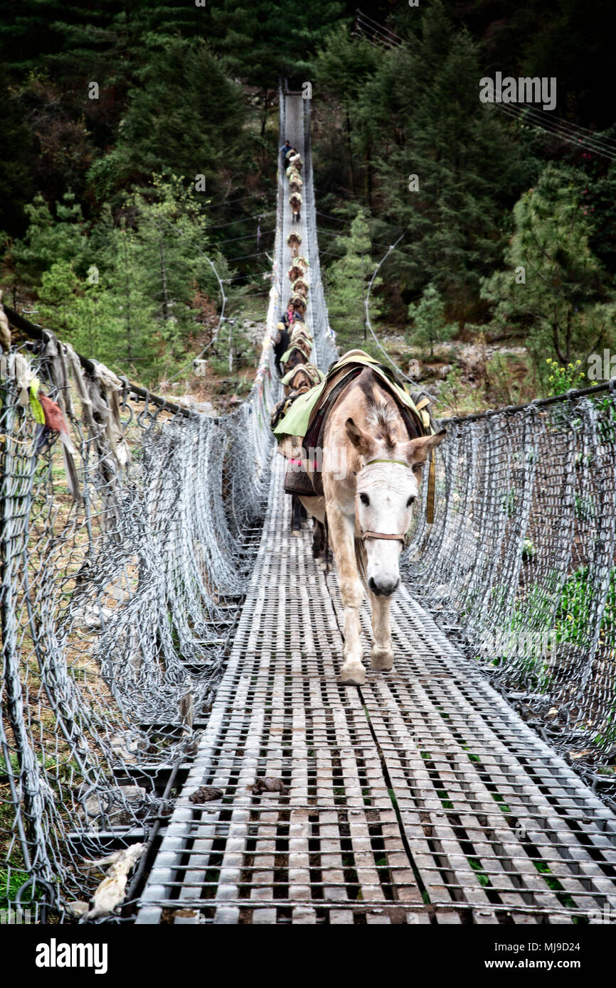 Mules for goods transport hi-res stock photography and images - Alamy