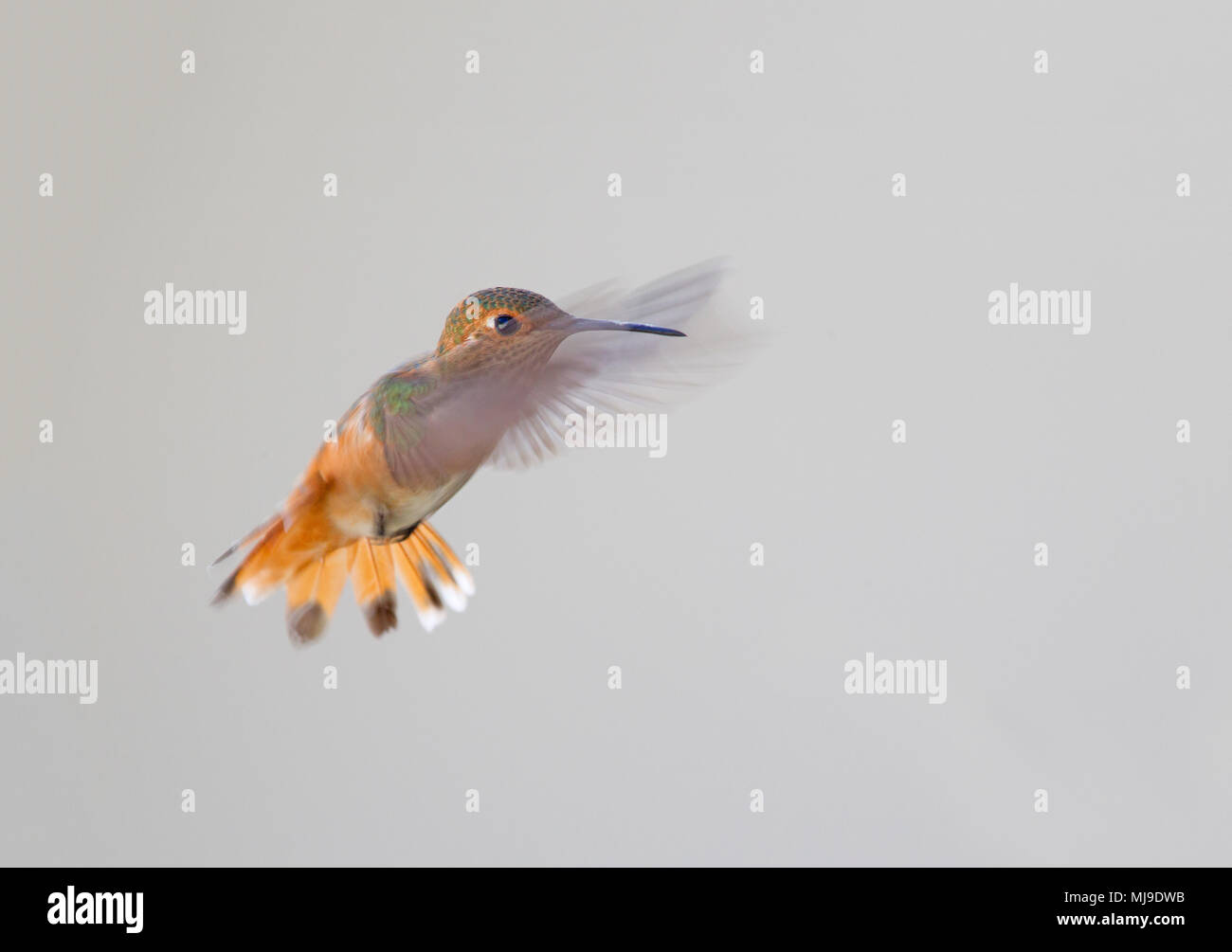 Allens hummingbird hovering in flight hi-res stock photography and ...