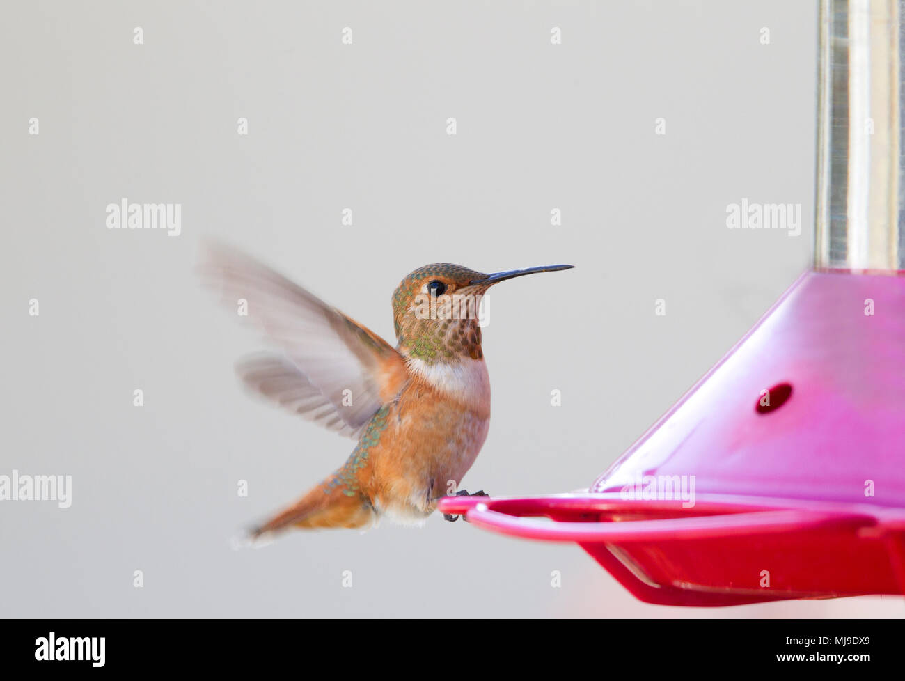 Allens hummingbird female on feeder wings extended hi-res stock ...