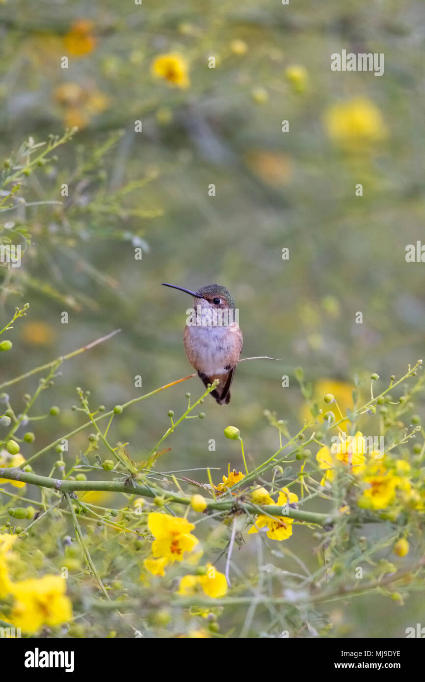 Female allen's hummingbird hi-res stock photography and images - Alamy