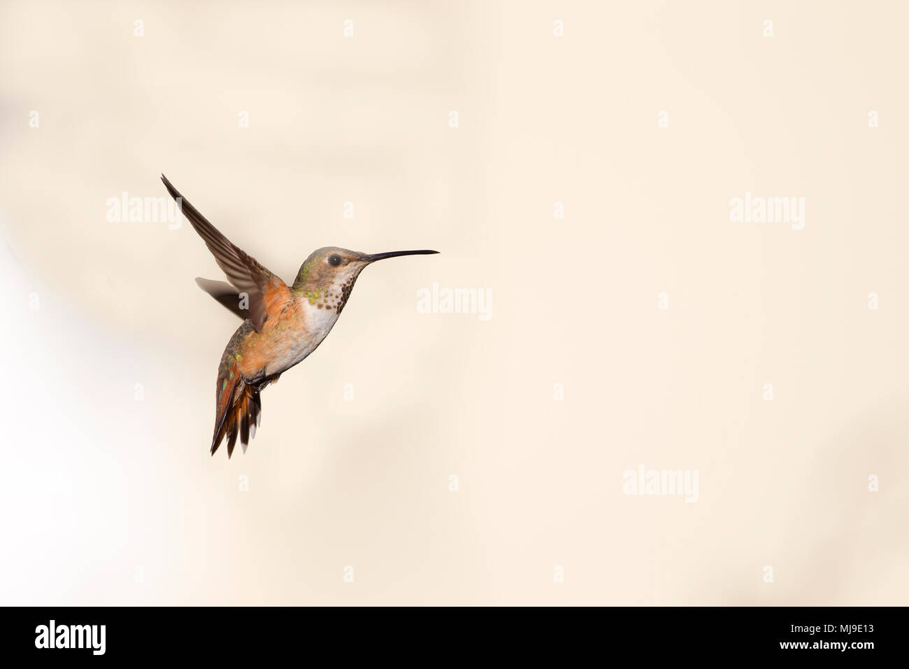 Allens hummingbird hovering in flight hi-res stock photography and ...