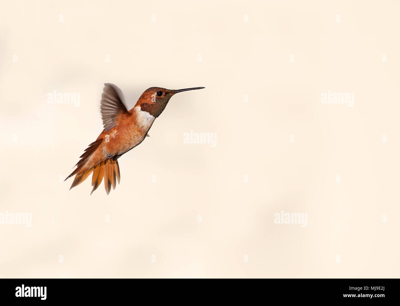 Allens hummingbird hovering in flight hi-res stock photography and ...