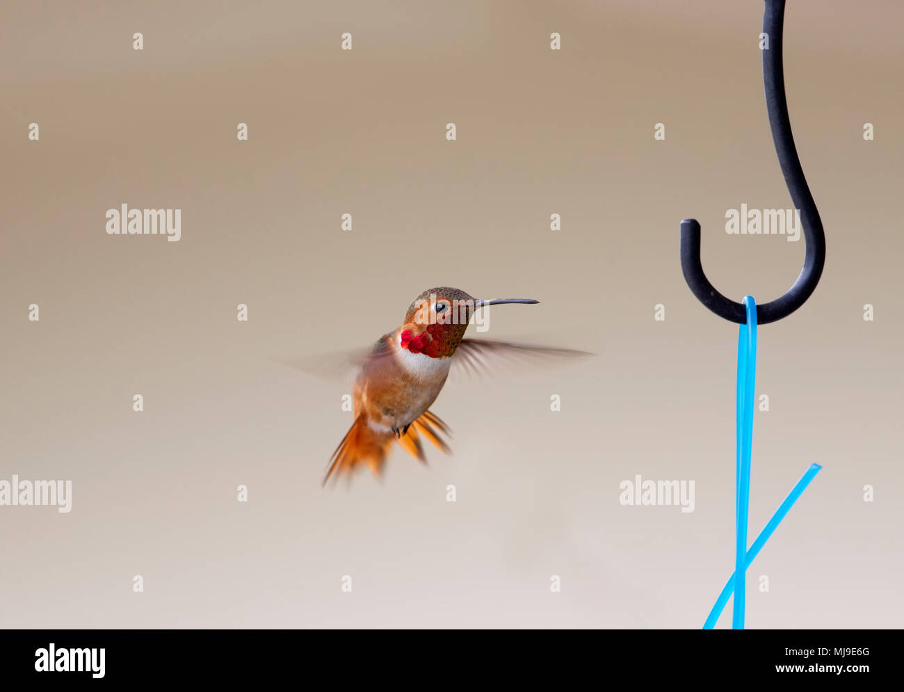 Allens hummingbird hovering in flight hi-res stock photography and ...
