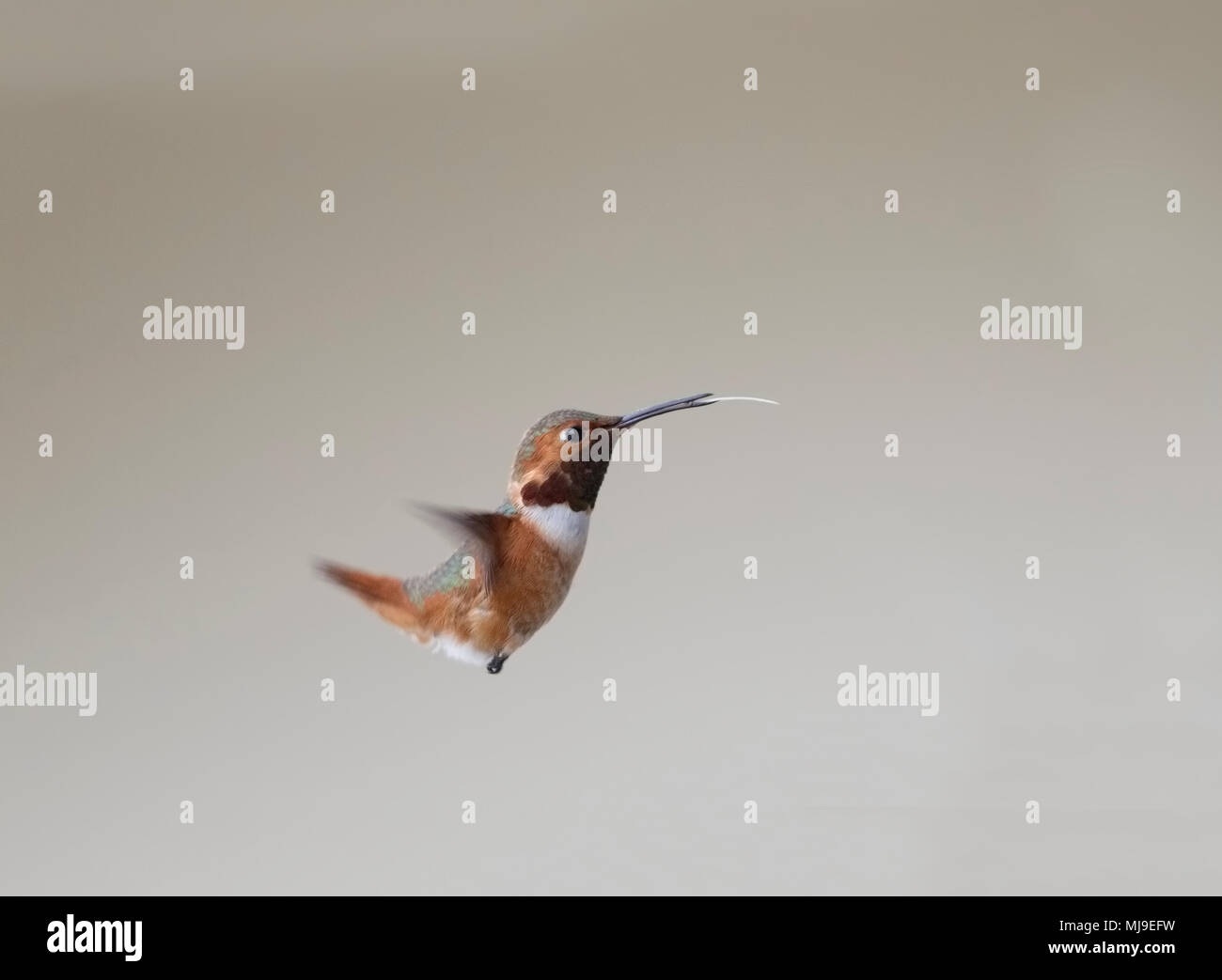 Allens hummingbird hovering in flight hi-res stock photography and ...