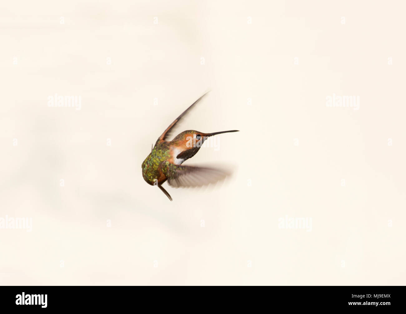 Allens hummingbird hovering in flight hi-res stock photography and ...
