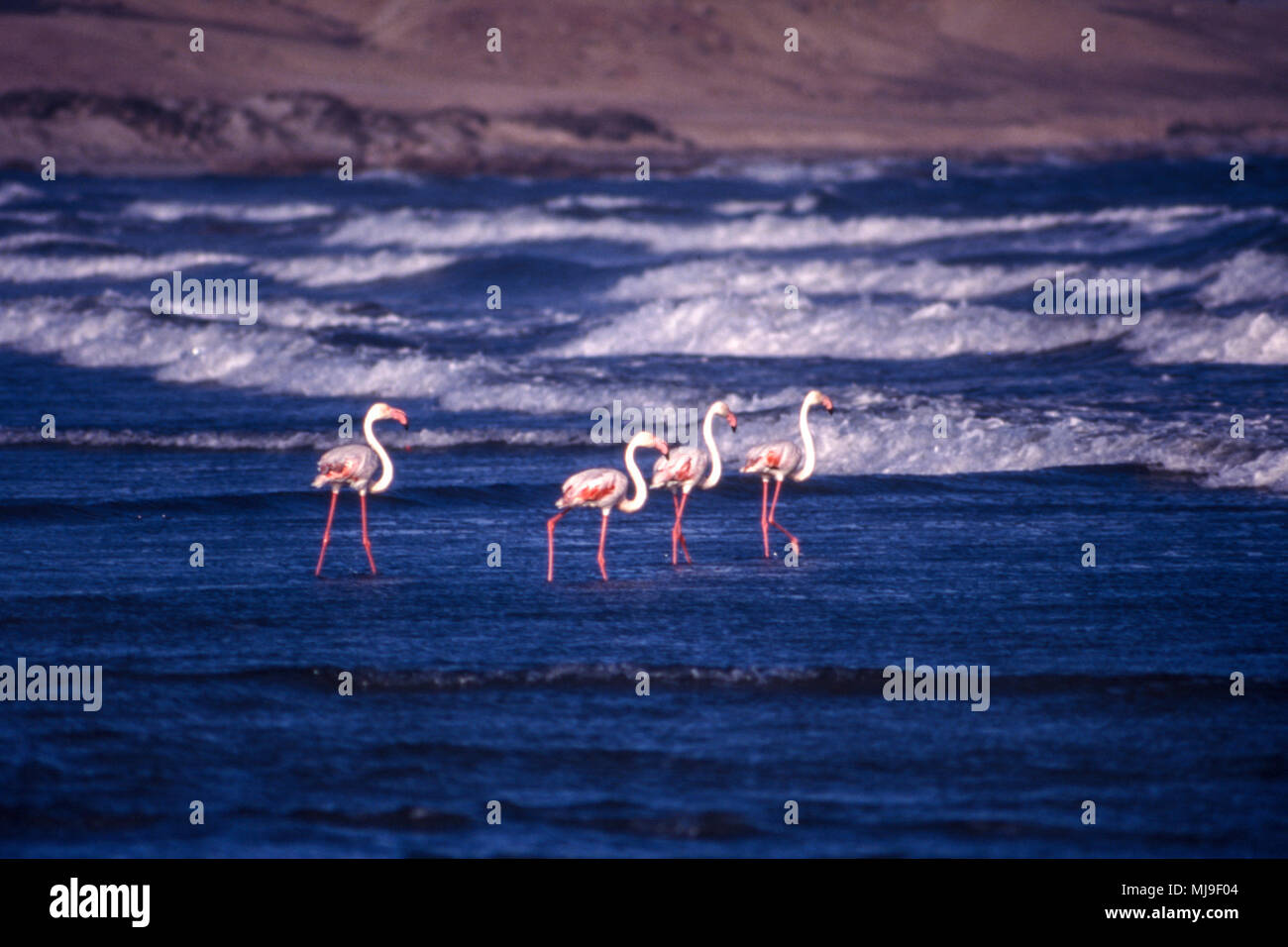greater flamingos (phoenicopterus ruber) luderitz, namibia, africa ...