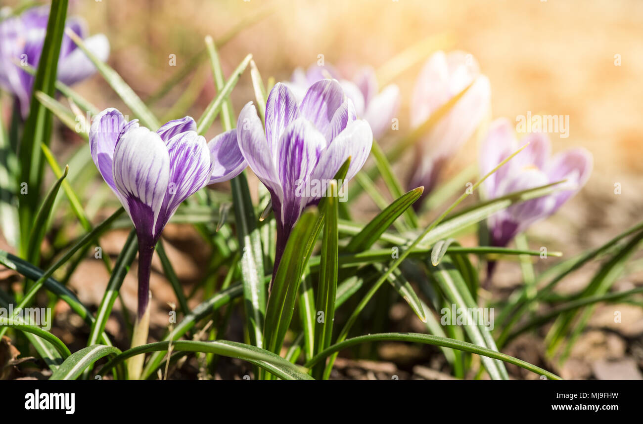 The first spring flowers crocus. White spring fragrant flowers of ...