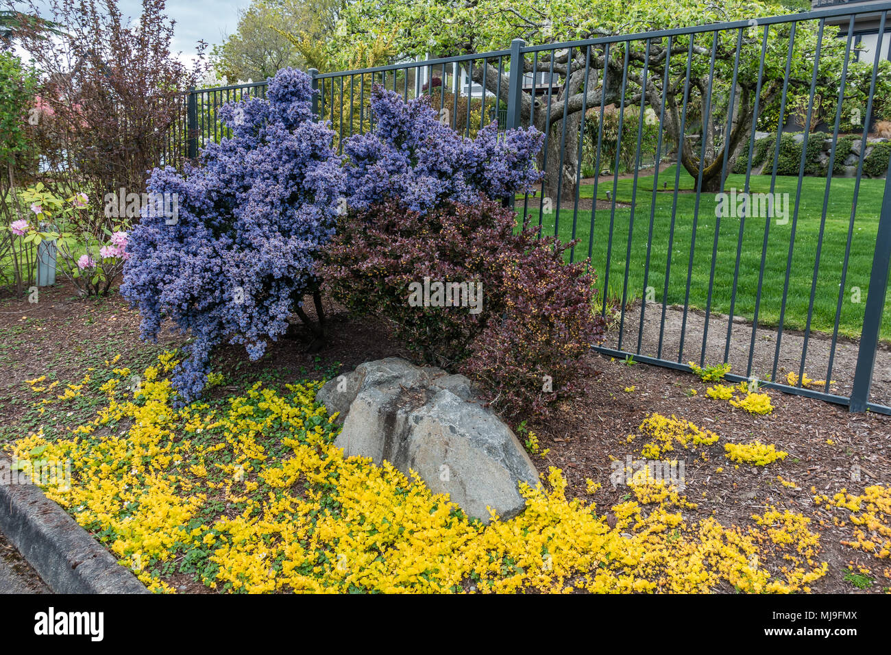 A view of a blooming blue California Lilac Stock Photo - Alamy