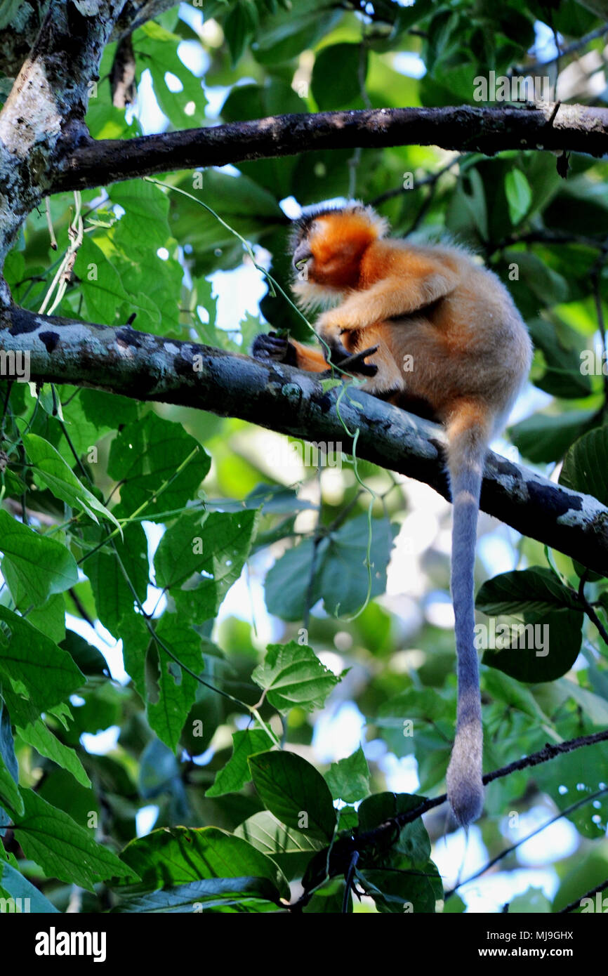 Maulvi Bazar, Bangladesh - July 26, 2010: Capped Langur locally called ...