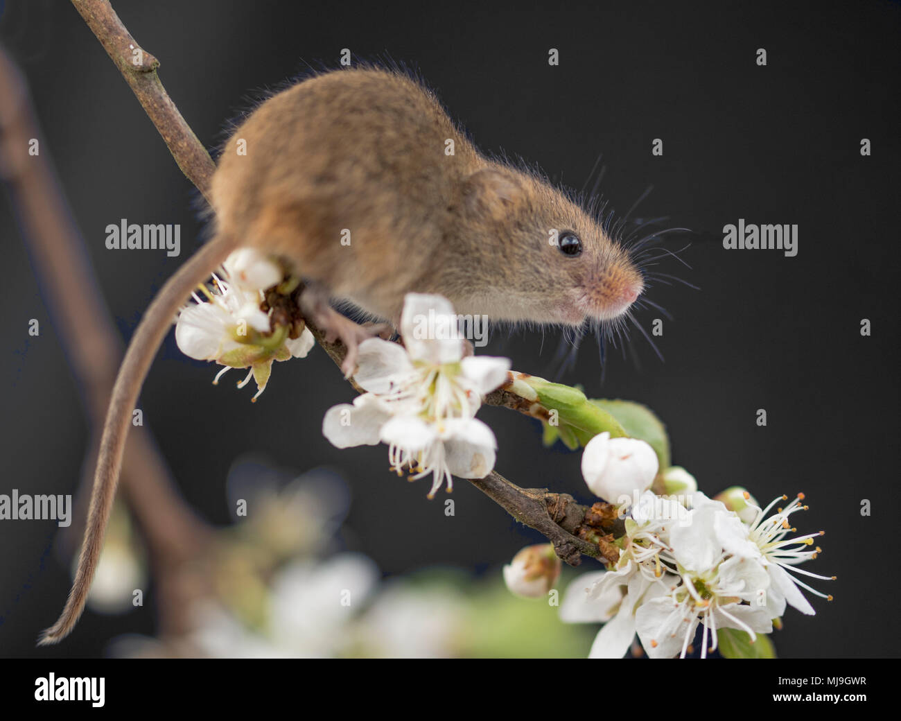 Jenna Chamberlain Stock Photos & Images from Alamy