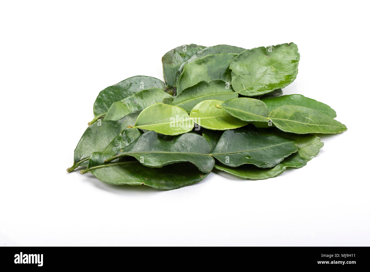 Lime leaves isolated on white background Stock Photo - Alamy