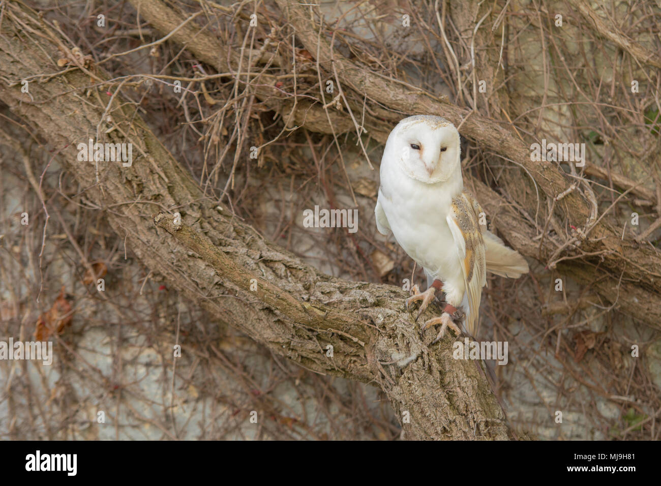Barn owls pair hi-res stock photography and images - Alamy