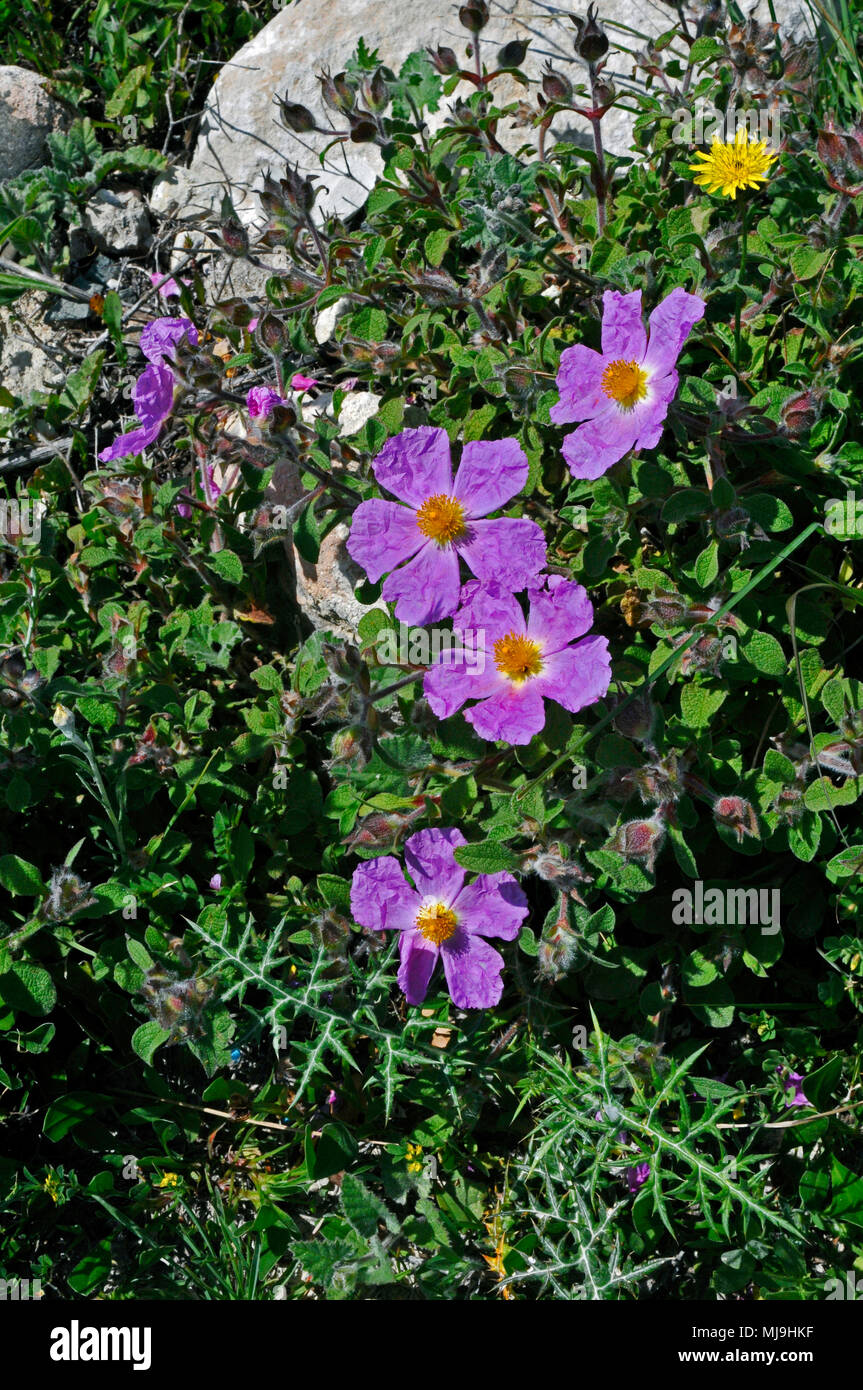 Cistus creticus hi-res stock photography and images - Alamy